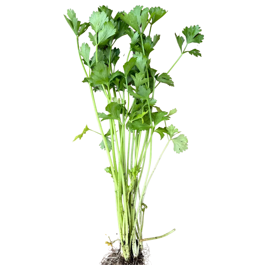 Rasad Telina de radacina 10 buc - FreshRom