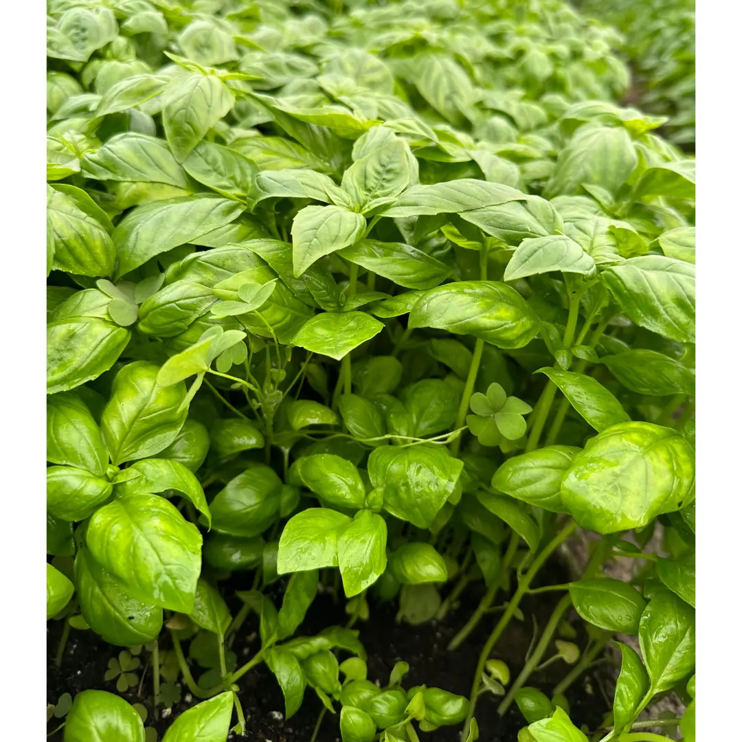 Rasad busuioc alimentar 10 Buc - FreshRom