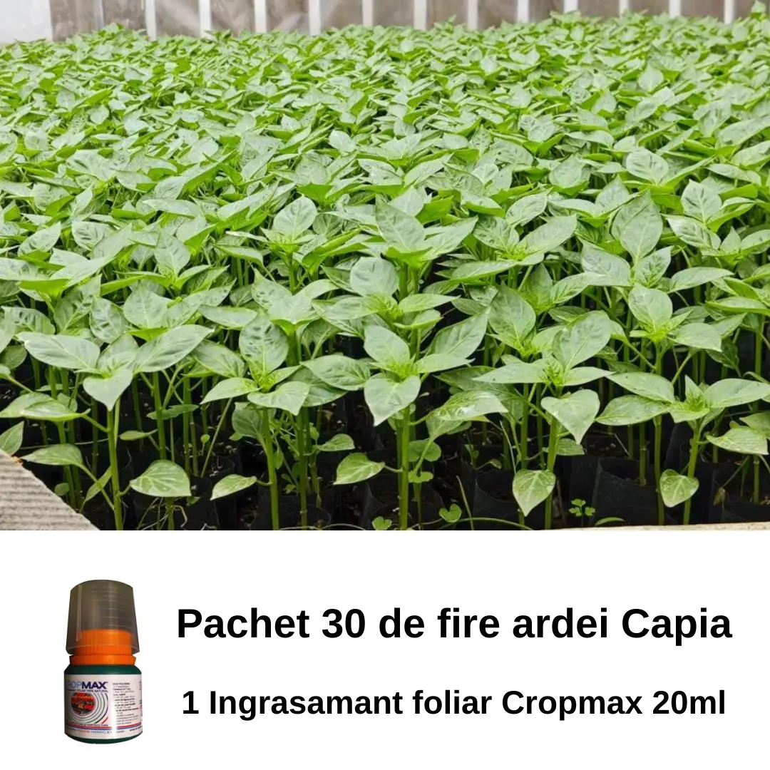 Pachet rasad ardei Capia - FreshRom